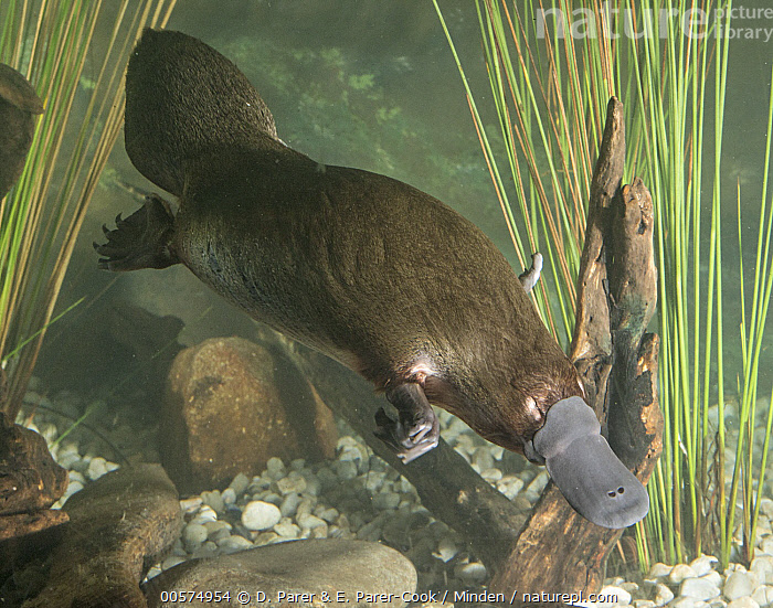 Stock photo of Platypus (Ornithorhynchus anatinus) diving, Tasmania ...