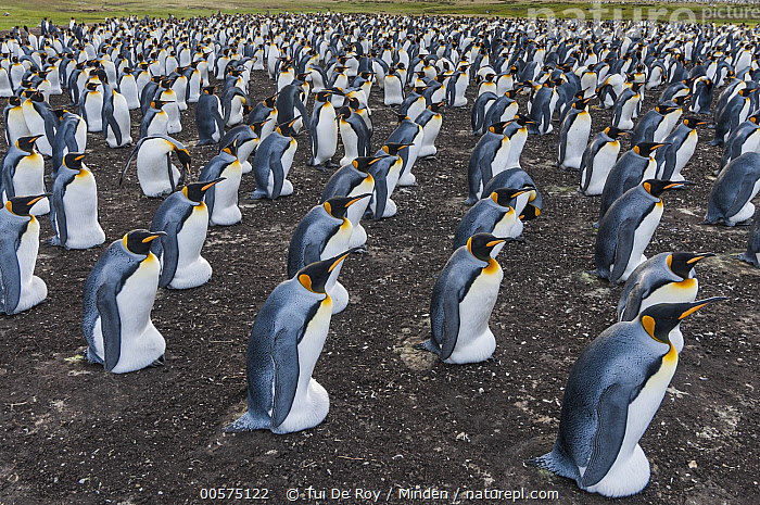 Stock photo of King Penguin (Aptenodytes patagonicus) brooding colony ...
