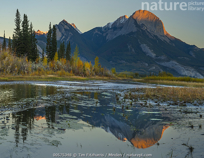 Stock photo of Mountain and river, Roche Ronde, Athabasca River, Jasper ...