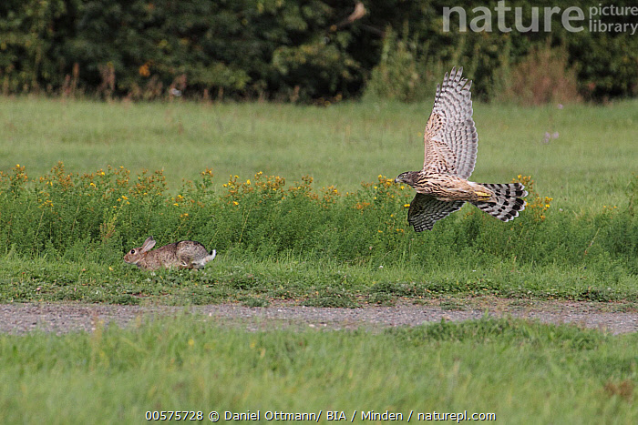 Stock photo of Northern Goshawk (Accipiter gentilis) female hunting ...