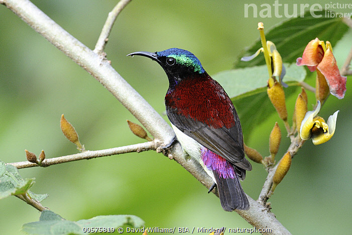 Stock photo of Crimson-backed Sunbird (Nectarinia minima) male, India ...