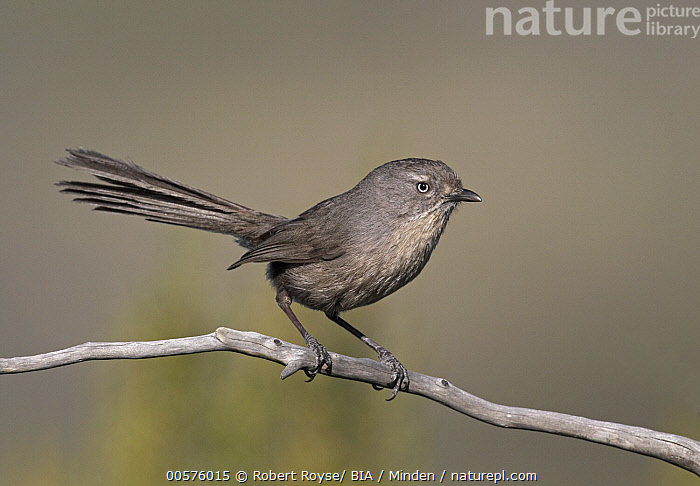 Stock photo of Wrentit (Chamaea fasciata), California. Available for ...