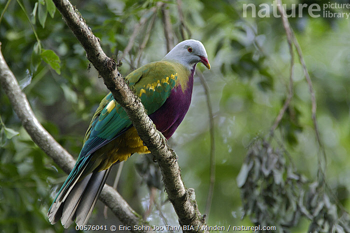 Stock photo of Wompoo Fruit-Dove (Ptilinopus magnificus), Queensland ...