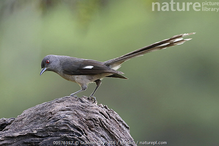 Stock photo of Long-tailed Sibia (Heterophasia picaoides) male, Selangor, Malaysia. Available ...