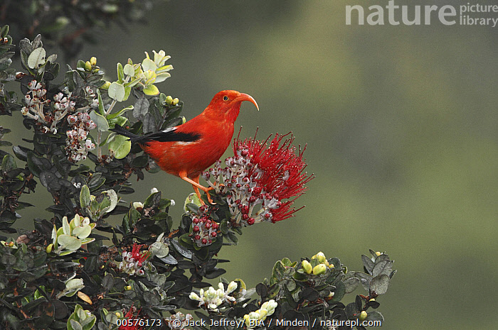 Stock photo of I'iwi (Drepanis coccinea), Hawaii. Available for sale on ...