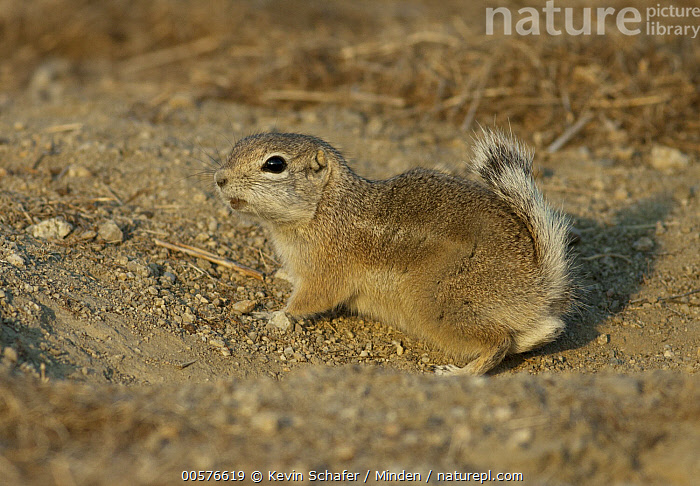 Stock photo of Nelson's Antelope-squirrel (Ammospermophilus nelsoni ...