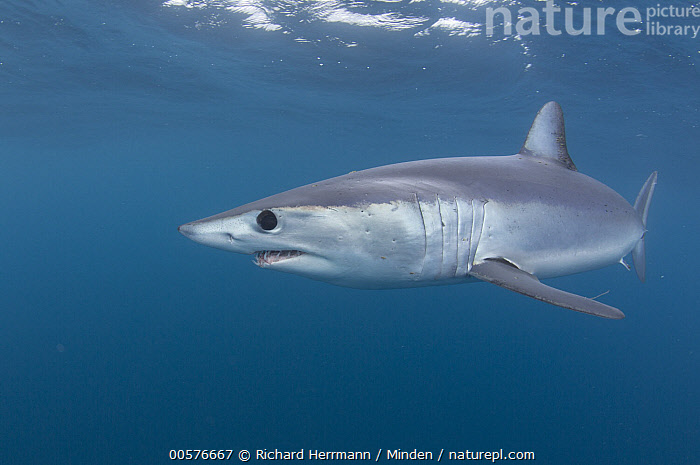 Stock photo of Shortfin Mako (Isurus oxyrhynchus), Nine Mile Bank, San ...