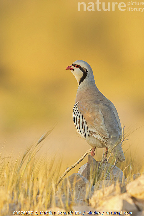 Stock photo of Chukar (Alectoris chukar), Israel. Available for sale on ...