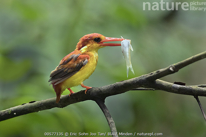 Stock photo of Oriental Dwarf Kingfisher (Ceyx erithaca) with fish prey ...