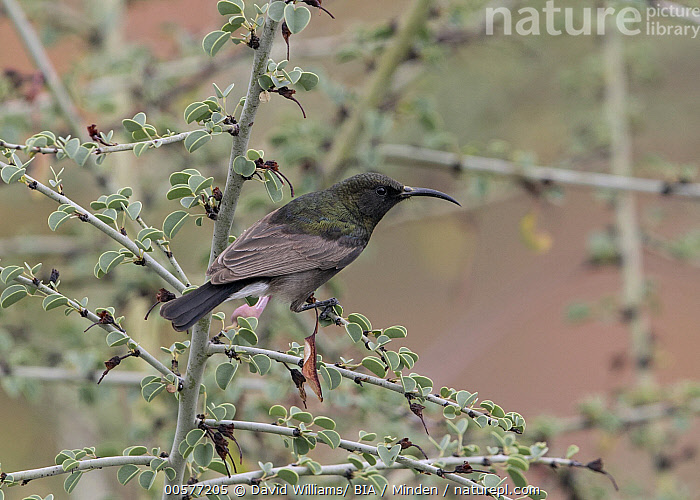 Stock photo of Dusky Sunbird (Nectarinia fusca), Namibia. Available for ...