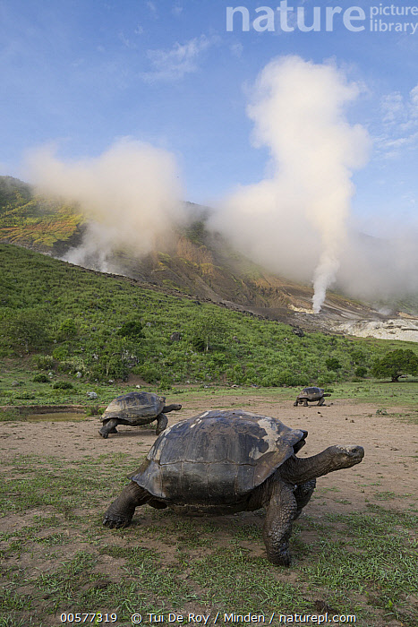 Stock photo of Volcan Alcedo Giant Tortoise (Chelonoidis vandenburghi ...