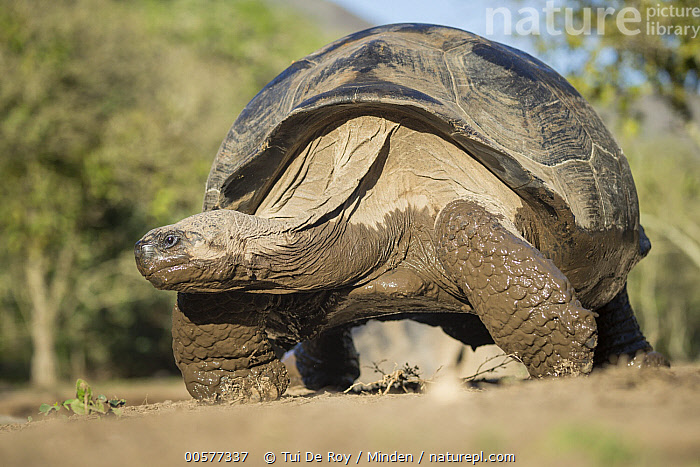 Stock photo of Volcan Alcedo Giant Tortoise (Chelonoidis vandenburghi ...