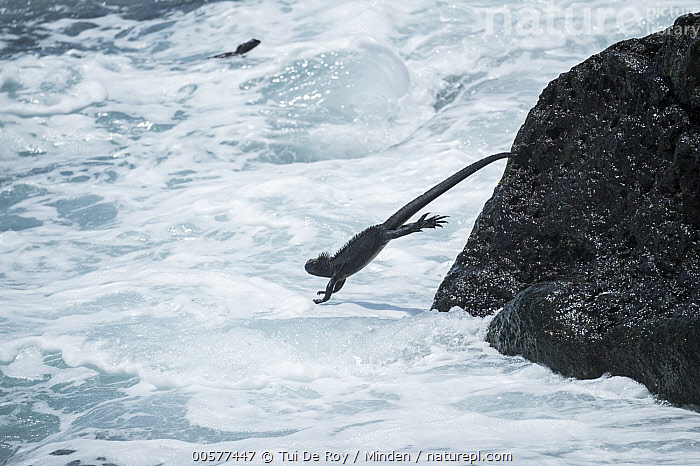 Stock photo of Marine Iguana (Amblyrhynchus cristatus) jumping into ...