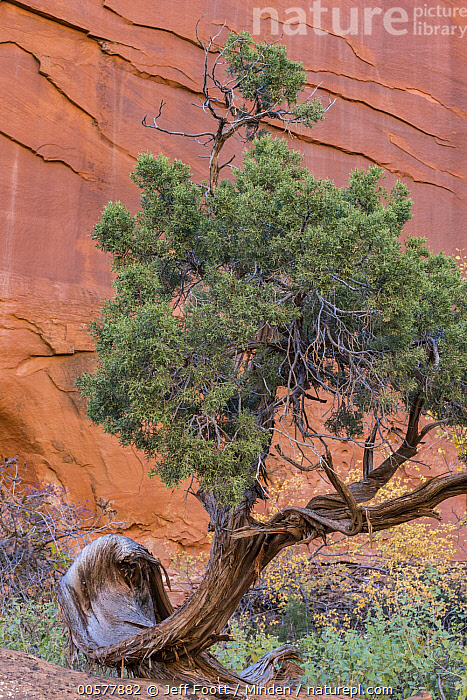 Stock photo of Utah Juniper (Juniperus osteosperma), Long Canyon, Grand ...