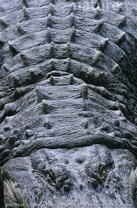 Stock photo of American Alligator (Alligator mississippiensis) back ...