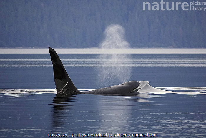 Stock photo of Orca (Orcinus orca) male breathing at surface, Prince ...