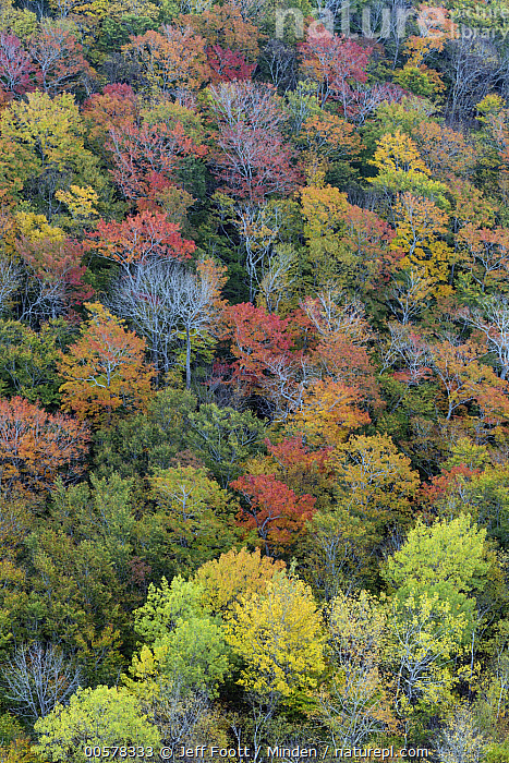 Stock photo of Deciduous forest in autumn, Acadia National Park, Maine ...