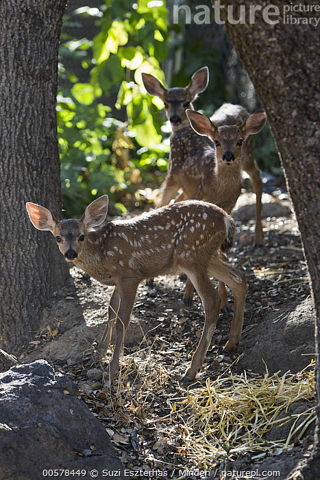 Stock photo of Mule Deer (Odocoileus hemionus) six week old orphaned ...