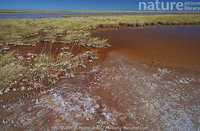 Stock photo of Salt pans with water, Makgadikgadi Pan, Botswana ...