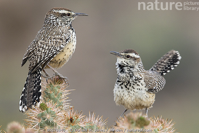 Stock photo of Cactus Wren (Campylorhynchus brunneicapillus) pair with ...