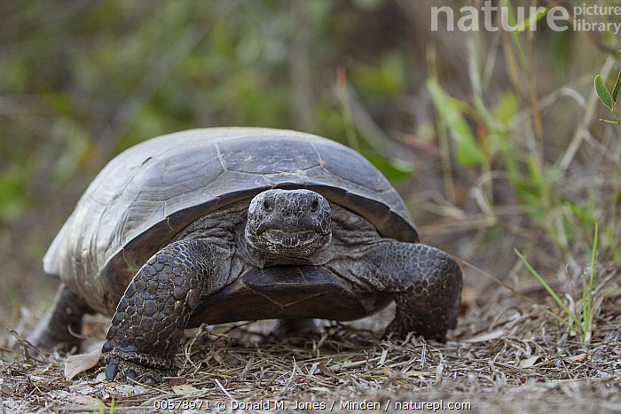 Stock photo of Florida Gopher Tortoise (Gopherus polyphemus, southern ...