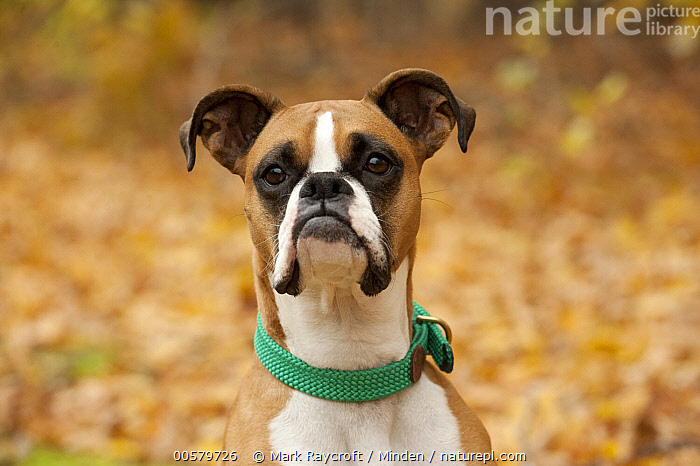 Stock photo of Boxer (Canis familiaris) female, North America ...