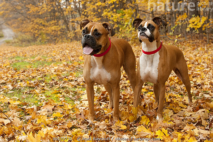 Stock photo of Boxer (Canis familiaris) male and female, North America ...