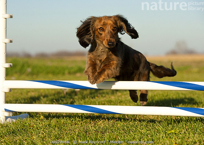 Stock photo of Miniature Long Haired Dachshund (Canis familiaris ...