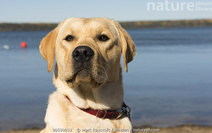 Stock photo of Yellow Labrador Retriever (Canis familiaris), North ...