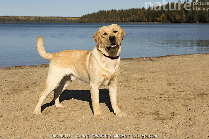 Stock photo of Yellow Labrador Retriever (Canis familiaris), North ...