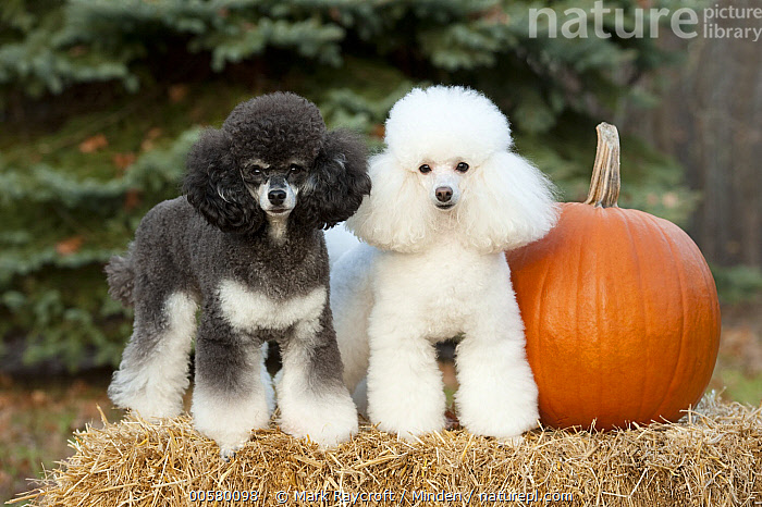 Stock photo of Toy Poodle (Canis familiaris) pair, North America ...