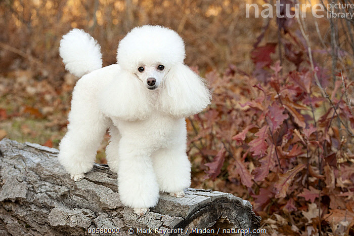 Stock photo of Toy Poodle (Canis familiaris), North America. Available ...