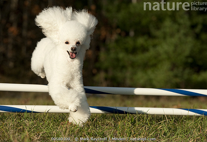 Stock photo of Toy Poodle (Canis familiaris) jumping, North America ...