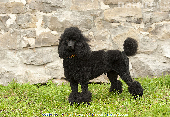 Stock photo of Miniature Poodle (Canis familiaris), North America ...