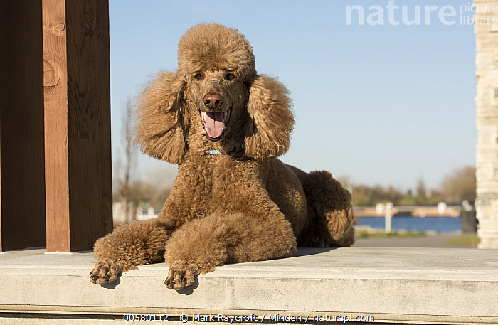 Stock photo of Standard Poodle (Canis familiaris), North America ...