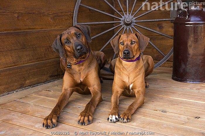 Rhodesian Ridgeback Male