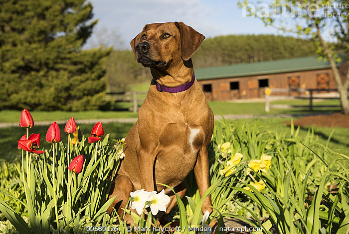 Stock photo of Rhodesian Ridgeback (Canis familiaris) female, North ...