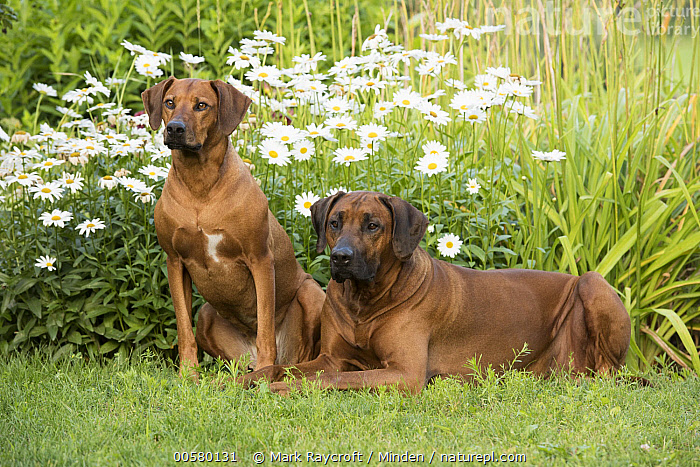 Stock photo of Rhodesian Ridgeback (Canis familiaris) female and male ...