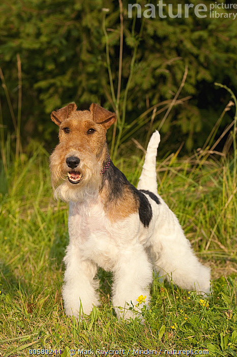 Stock photo of Wire-haired Fox Terrier (Canis familiaris), North ...