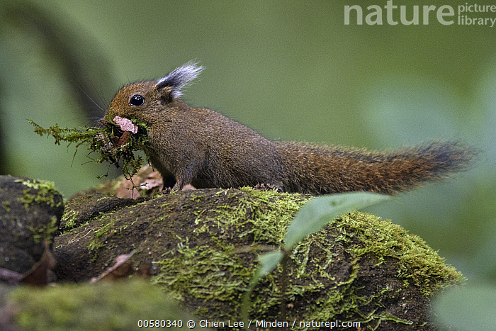Stock photo of Tufted Pygmy Squirrel (Exilisciurus whiteheadi) carrying ...