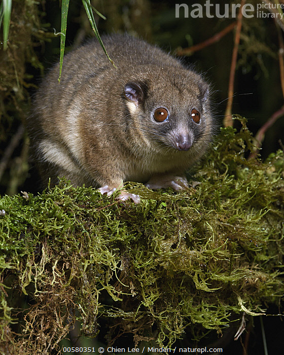 Stock photo of Arfak Ringtail (Pseudochirulus schlegeli), Arfak ...