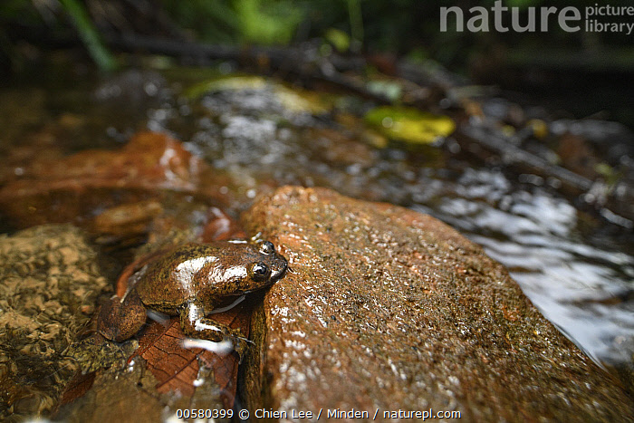 Stock photo of Bornean Flat-headed Frog (Barbourula kalimantanensis) along creek, Nanga ...