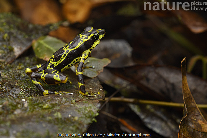 Stock photo of Condoto Stubfoot Toad (Atelopus spurrelli), Utria ...