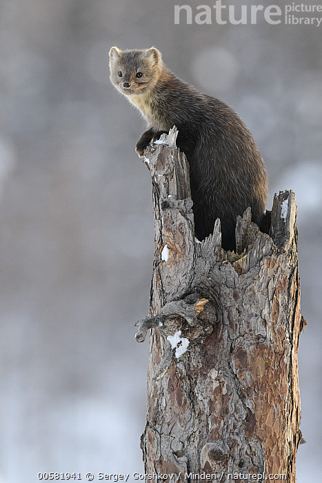 Stock photo of Sable (Martes zibellina) in tree in winter, Lake Baikal ...