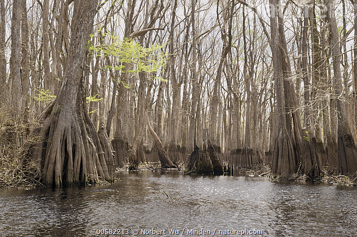 Stock photo of Bald Cypress (Taxodium distichum) trees in swamp ...