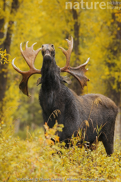 Stock photo of Moose (Alces alces shirasi) bull flehming in autumn ...