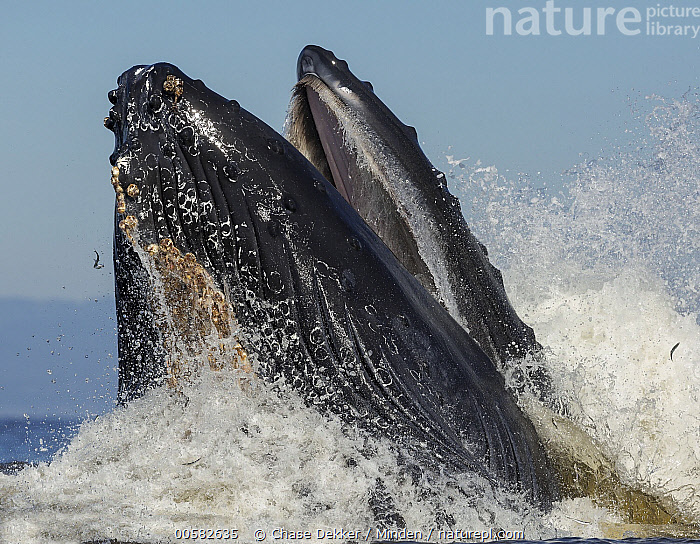 Stock photo of Humpback Whale (Megaptera novaeangliae) gulp feeding on ...