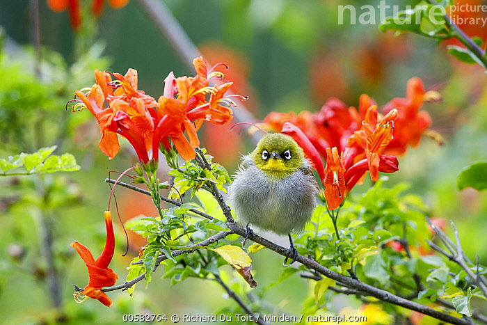Stock photo of Cape White-eye (Zosterops capensis) on Cape Honeysuckle ...