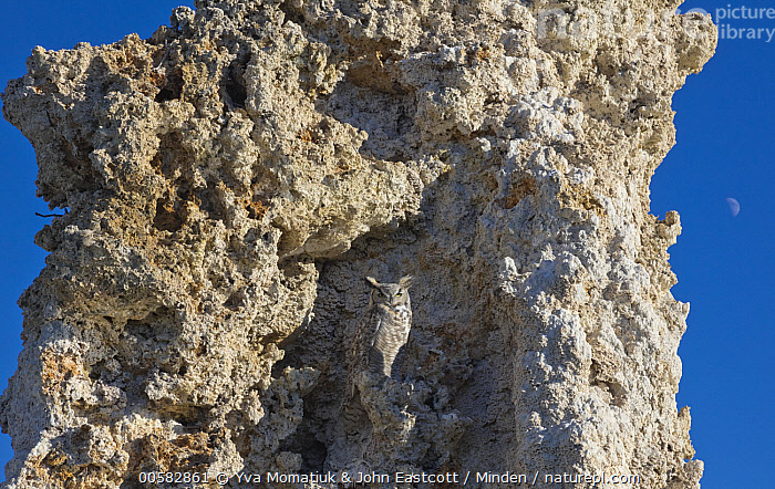 Stock photo of Great Horned Owl (Bubo virginianus) camouflaged on ...