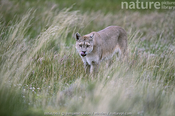 Stock photo of Mountain Lion (Puma concolor) licking lips, Torres del ...